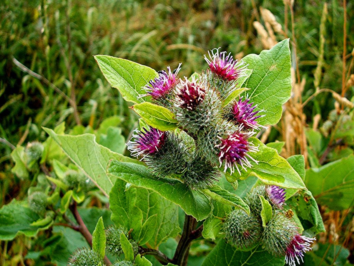 Burdock – Healthy.net