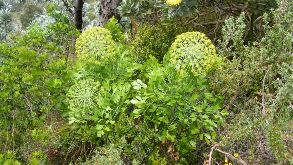 cropped-Peucedanum_galbanum_Blister_bush_Table_mt.jpg – Healthy.net