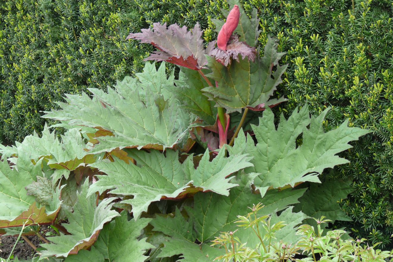 Rhubarb Root – Healthy.net